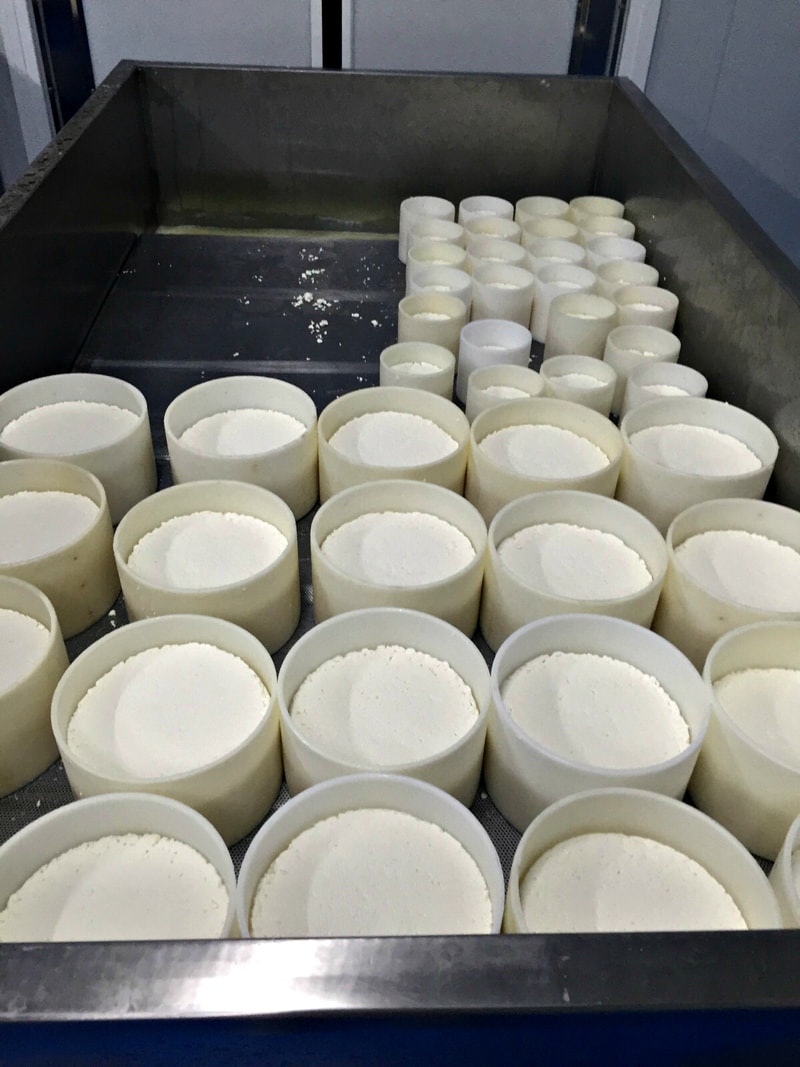 elaboración queso azul El Cabirteru - Quesería Artesanal El Cabriteru